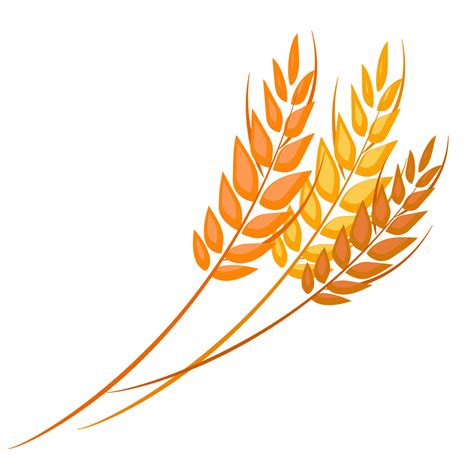 Spikes Of Wheat With Grains Whole Stalks Isolated Vector Illustration 10566050 Vector Art At