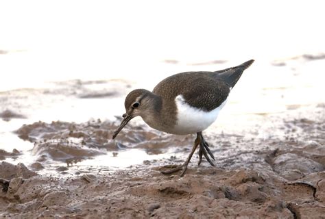 Common Sandpiper At Rspb Bowling Green Marsh By Steve Hopper Devon Birds