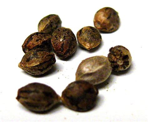 Are These Cannabis Seeds Good Grow Weed Easy