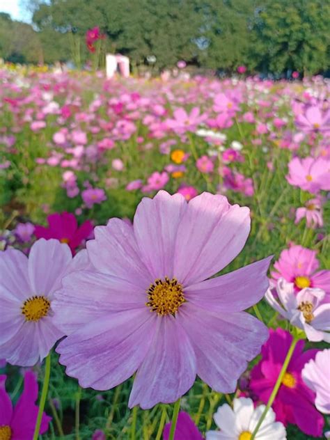 เข้าชมฟรี งานเกษตร 100 ไร่ ราชภัฏโคราช 63 ชมความงามสวนดอกไม้ขนาดใหญ่