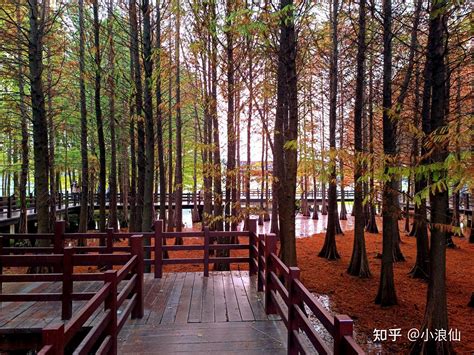 苏州虎丘湿地公园 知乎