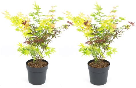 Plant In A Box Acer Palmatum Festival Set Van 2 Japanse Esdoorn