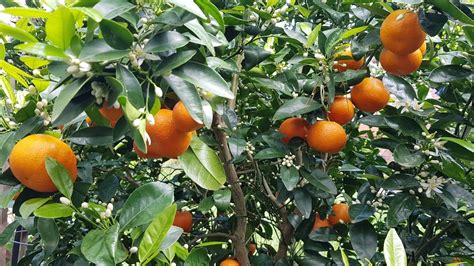 Mandarin Tree Varieties How To Select The Best Orange Variety