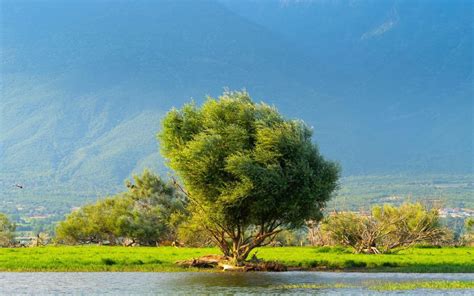 Free Stock Photo Of A Tree In The Water Download Free Images And Free Illustrations