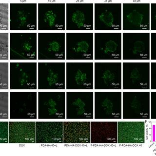 In Vitro Cell Study A D In Vitro Penetration Study Of Different Sized Download Scientific