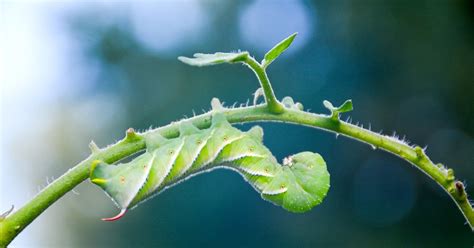 The Tomato Hornworm Caterpillar Identification And Control Dengarden