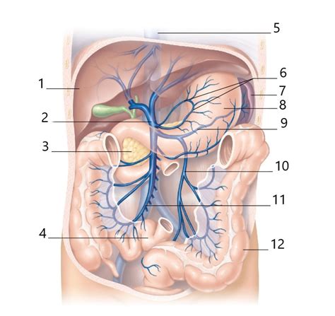 He Hepatic Portal Circulation Diagram Quizlet