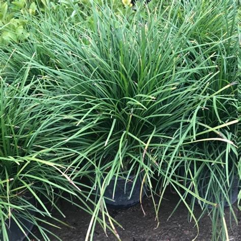 خرید و قیمت نهال چمن یال اسبی از غرفه نهالستان بهترین ها