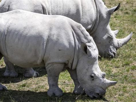 WWF Jahresbilanz Welche Tiere Verschwinden Und Welche Ihr Comeback Feiern News SRF