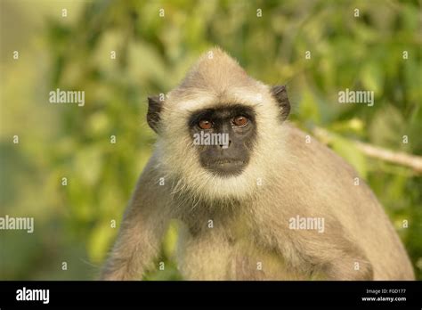Tufted Grey Langur Semnopithecus Priam Thersites Adult Close Up Of Head Yala N P Sri Lanka