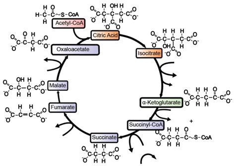 Diagram Of Kreb Cycle