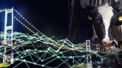 Bridging The Data Gap In Dairy Farming The Promise Of Digital