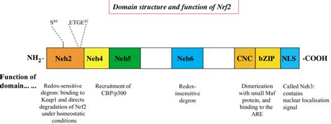Domain Structure Of Nrf2 The Positions Of The Various Domains The Ser