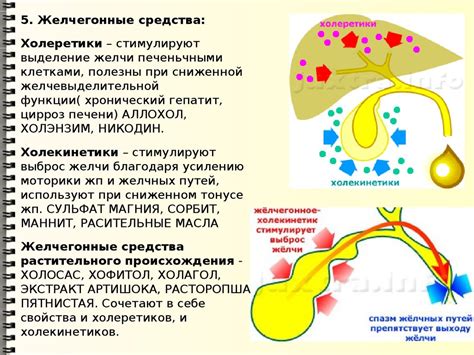 Хронический холецистит дисфункция желчного пузыря спазм сфинктера