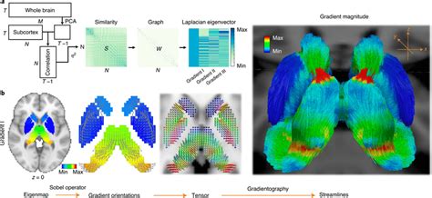Gradientography In The Human Subcortex A A Schematic Of Functional Download Scientific Diagram