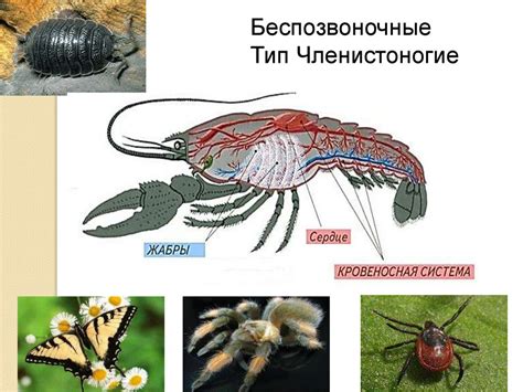 Кровеносная система животных презентация онлайн