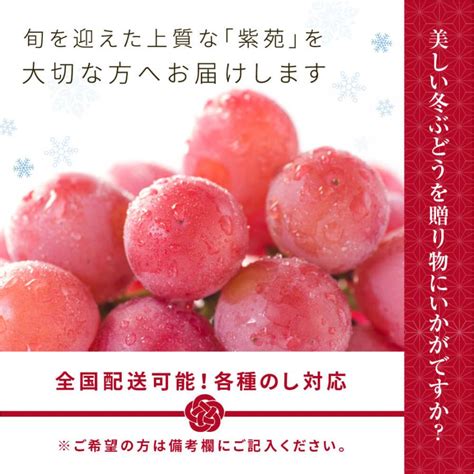 11月上旬頃より発送 送料無料 ギフト プレゼント フルーツ 葡萄 ぶどう 岡山県産 紫苑 青秀品 約700g×2房 化粧箱入り