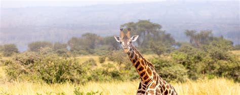 Days Uganda Safari Tour Gorillas Wildlife Chimps Hiking