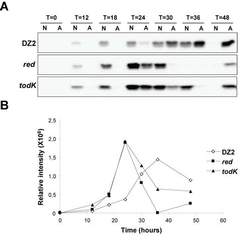 30 Frua Accumulation In Non Aggregating And Aggregating Cell Fractions Download Scientific