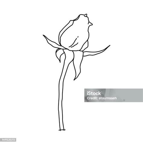 줄기 라인 아트에 장미 꽃 봉오리입니다 손으로 그린 사실적인 상세한 벡터 그림 흑백 클립 아트 개화기에 대한 스톡 벡터 아트 및 기타 이미지 Istock