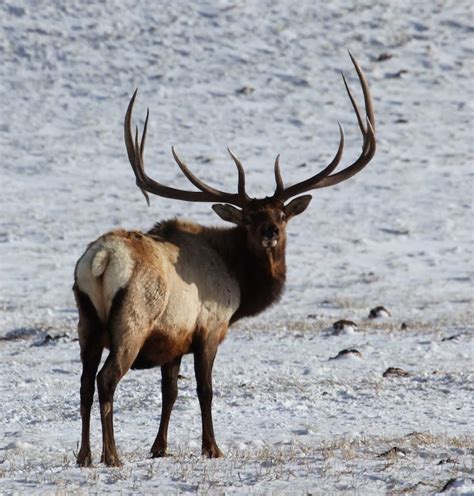 Wyoming Herd Bull Elk Monarch At The National Elk Refuge Jan 2016
