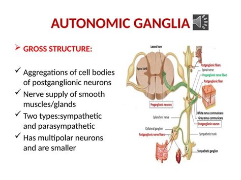 Histology Of Sensory And Autonomic Ganglia Pptx