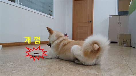 상상을 초월하는 공장 진돗개의 귀여움 L 중형견의 예상 외 귀여움 L 심쿵 주의 L 개 껌을 주니 바로 먹지 않고 신성한 의식을 행하는 진돗개 L 설명글 필독 Youtube