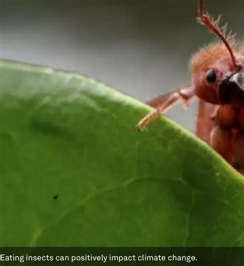 Fact Check The WEF Wants Us To Eat Bugs