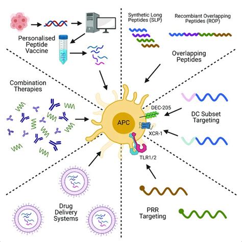 A Schematic Diagram Of Virus Like Particle Vlp In Triggering Specific Download Scientific