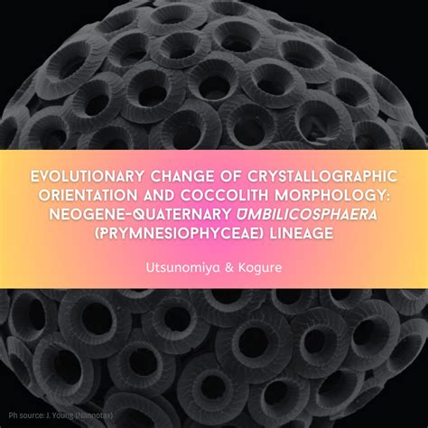 🆕 Evolutionary International Nannoplankton Association