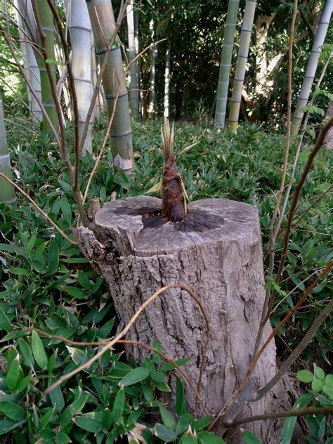 切り株の真ん中から筍が！伸びてきてい「散歩の道すがら №2」のアルバム みんなの趣味の園芸1911437