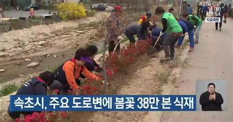 속초시 주요 도로변에 봄꽃 38만 본 식재