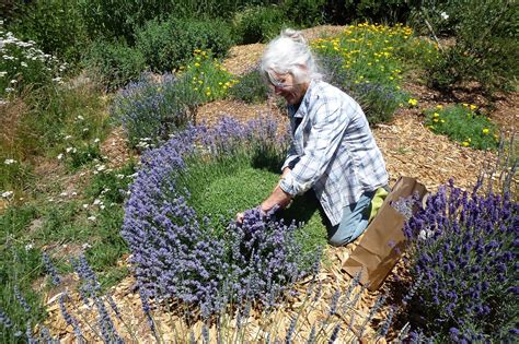 BE Ing Rooted A Practice In Essential Living Time For Lavender Harvest