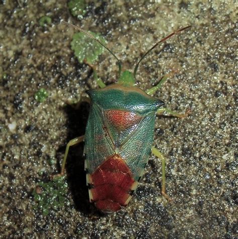 東京23区内の虫 2 セアカツノカメムシ