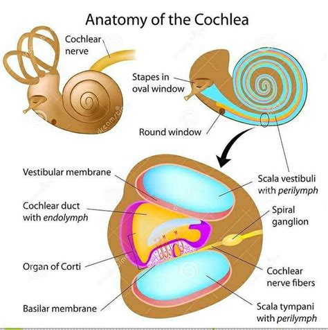 Science Of Medicine Added A New Photo Science Of Medicine
