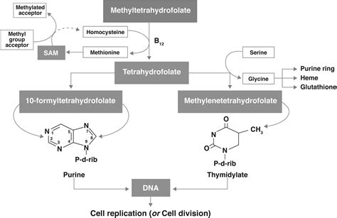 Folic Acid Versus 5 Methyl Tetrahydrofolate Supplementation In