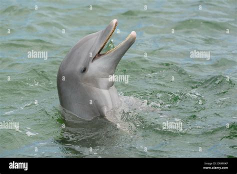 Delfin Delphinus Delphis Dolphin Stock Photo Alamy