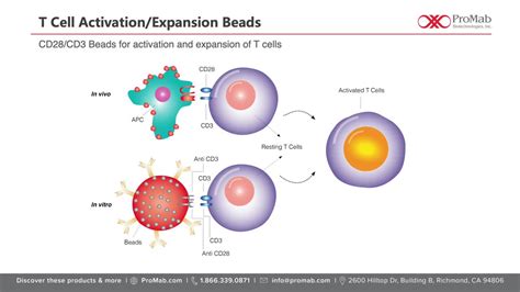 Promab Biotechnologies Inc On Linkedin T Cell Activationexpansion Beads