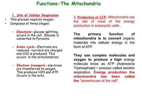 Lecture Structure And Function Of Mitochondria Pptx