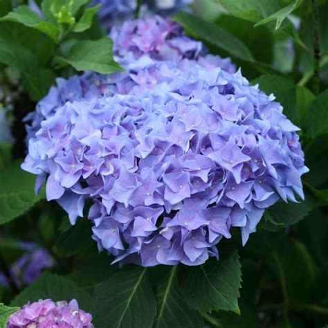 How To Identify Your Hydrangea Proven Winners Colorchoice Flowering Shrubs