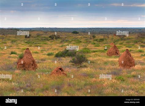Termite Isoptera Termites Nests In The Steppe Australia Western