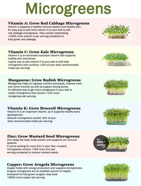 Microgreens Benefits And How To Grow Microgreens At Home The Little