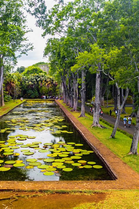 Créer et installer un jardin méditerranéen guide complet 2021