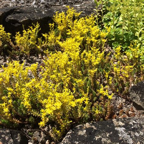 Sedum Sexangulare Ballyrobert Gardens