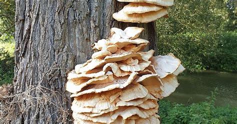 Forest Fungus Album On Imgur