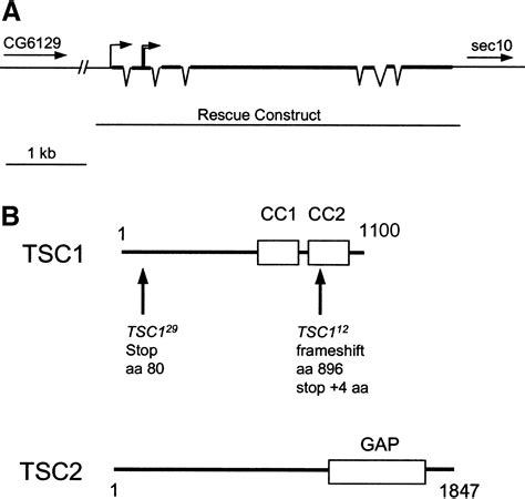 Tsc1 And Tsc2 Tumor Suppressors Antagonize Insulin Signaling In Cell Growth