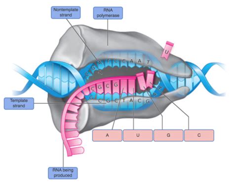 AP Biology Pearson Unit 6 3 Transcription Flashcards Quizlet