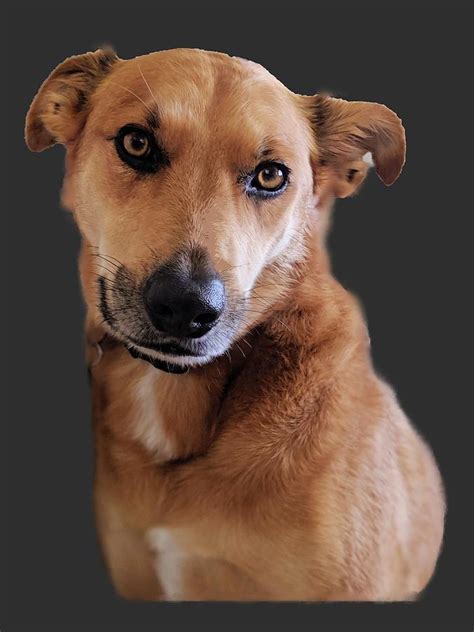 Bodi The Bean Photograph By Jack Streeter Fine Art America