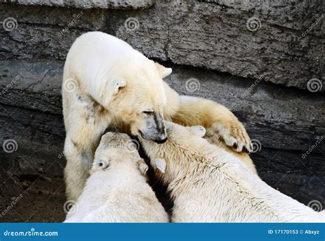Polar Bear Cubs Feeding Stock Image Image Of Gorging 17170153