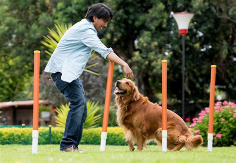 Hay Dinero En El Entrenamiento De Perros
